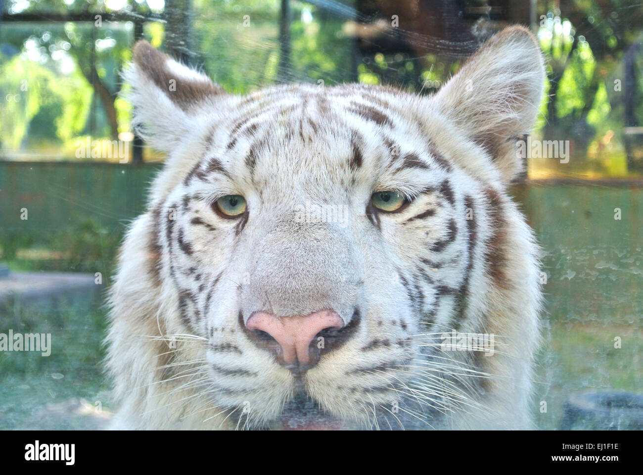 White tiger. Buenos Aires Zoo, Argentina Stock Photo - Alamy
