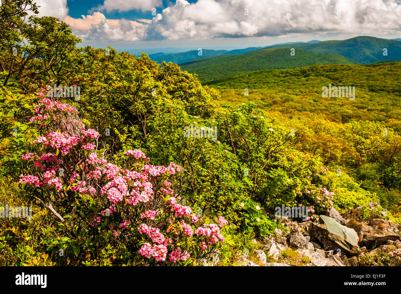 Mountain laurel and view of the Appalachians on Stony Man Mountain, in ...