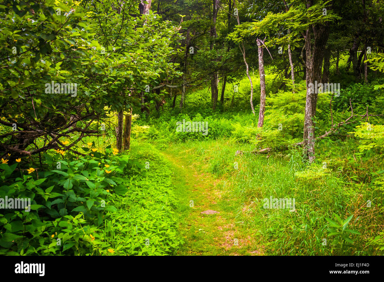 Narrow trail through a forest in Shenandoah National Park, Virginia ...