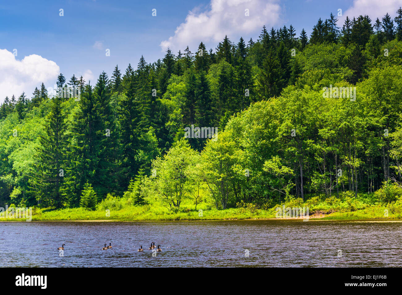 Pendleton Lake, at Blackwater Falls State Park, West Virginia Stock ...