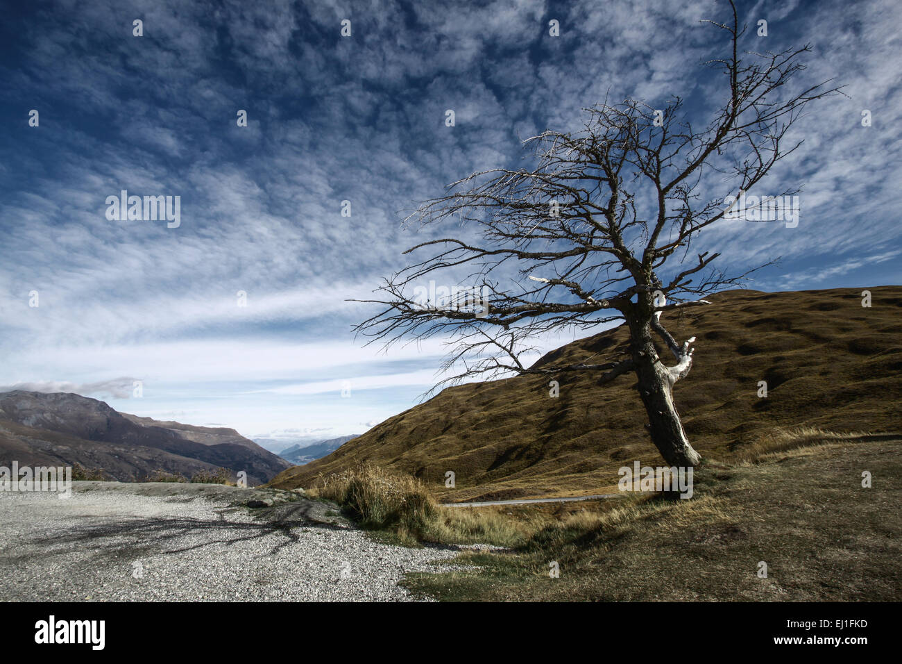 The Whomping Tree with Blue Sky The interested shape of tree, on the ...