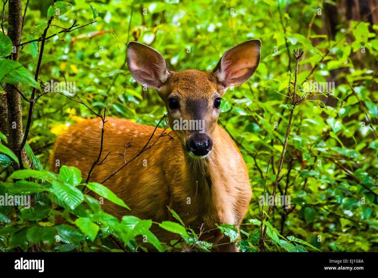 Small deer along the Limberlost Trail in Shenandoah National Park ...