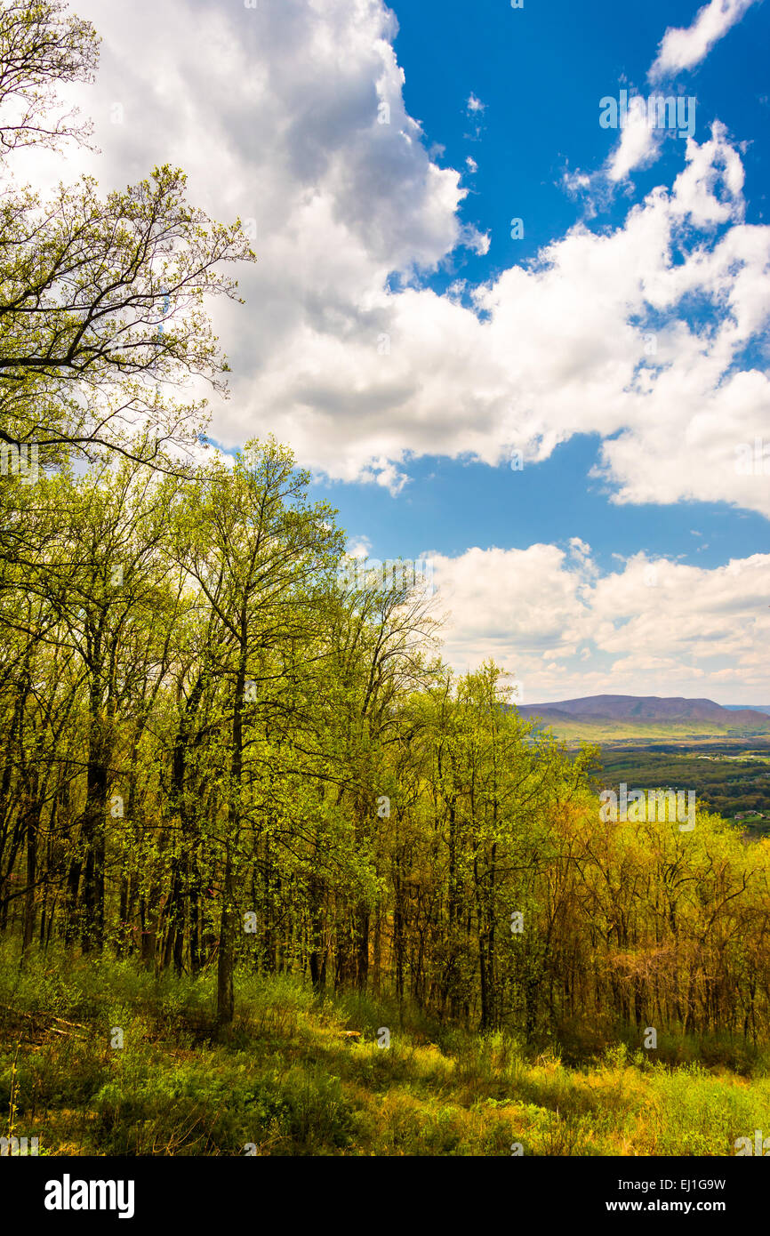 Spring color in Shenandoah National Park, Virginia Stock Photo - Alamy