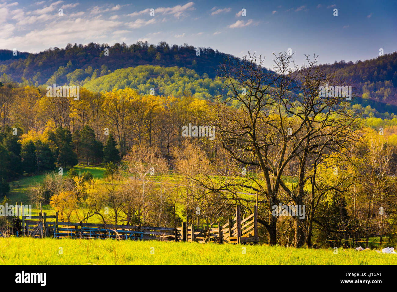 Spring color in the Shenandoah Valley, Virginia Stock Photo - Alamy