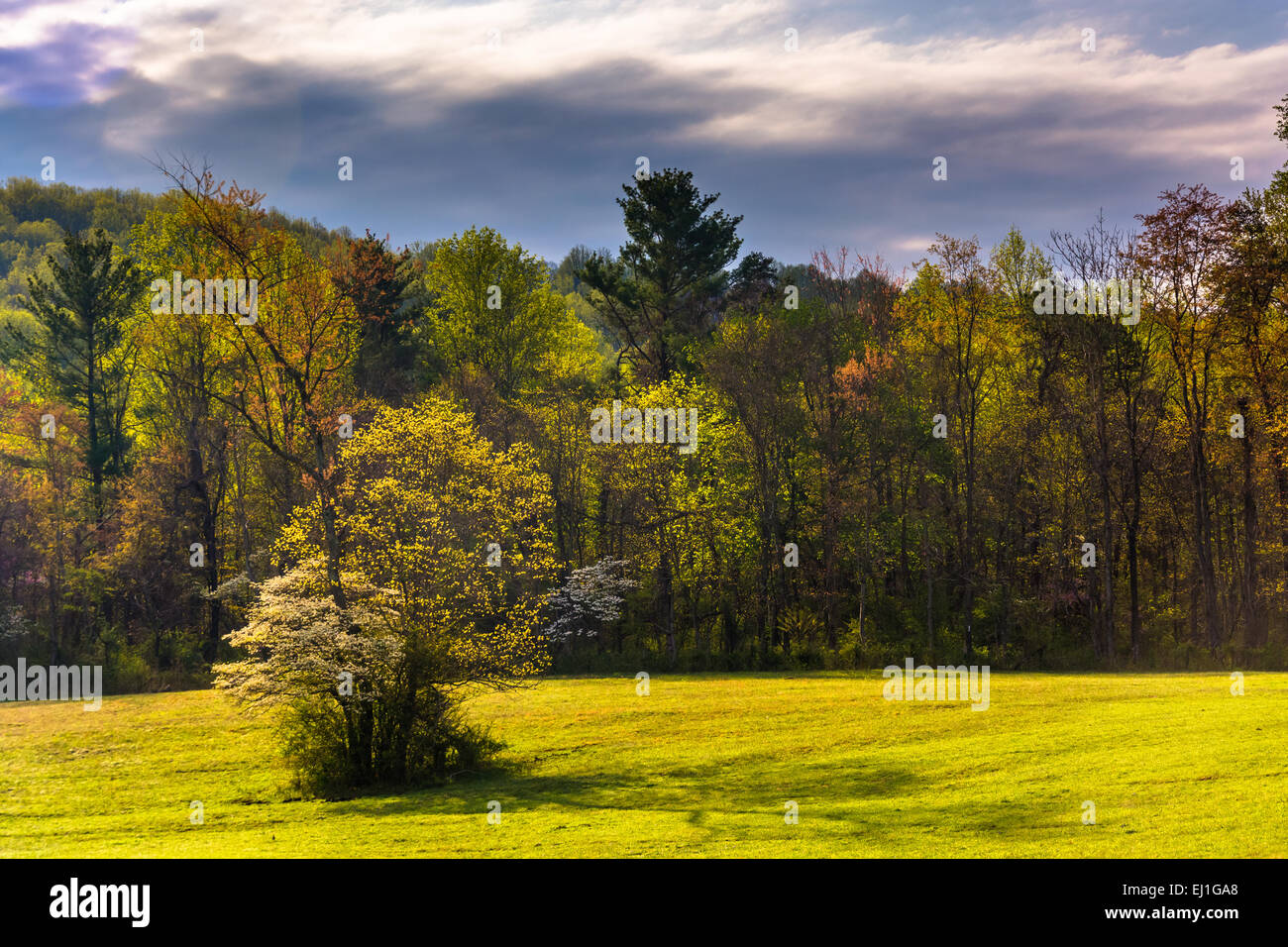Spring color in the Shenandoah Valley, Virginia Stock Photo - Alamy