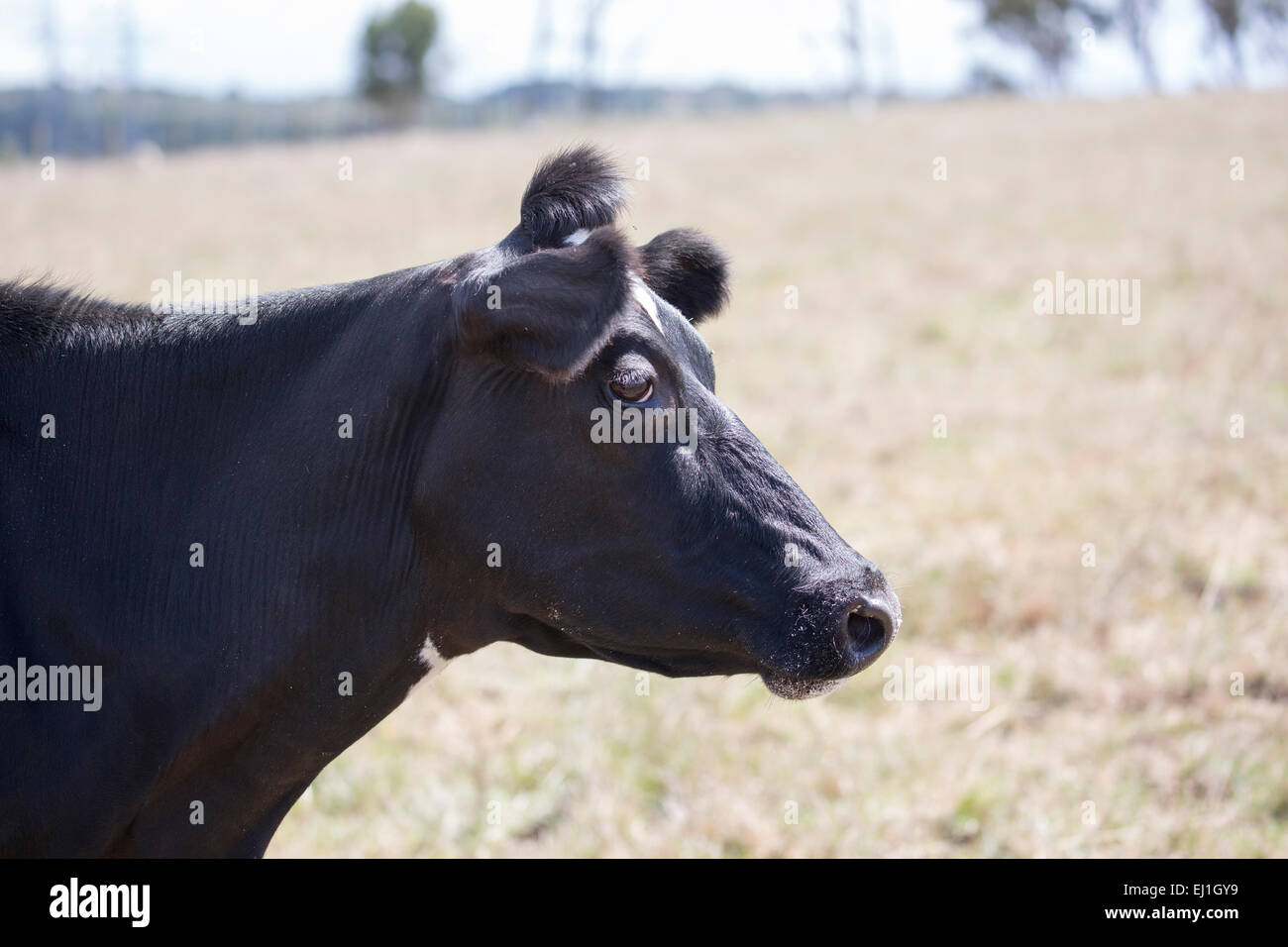 Cow head close-up Stock Photo - Alamy