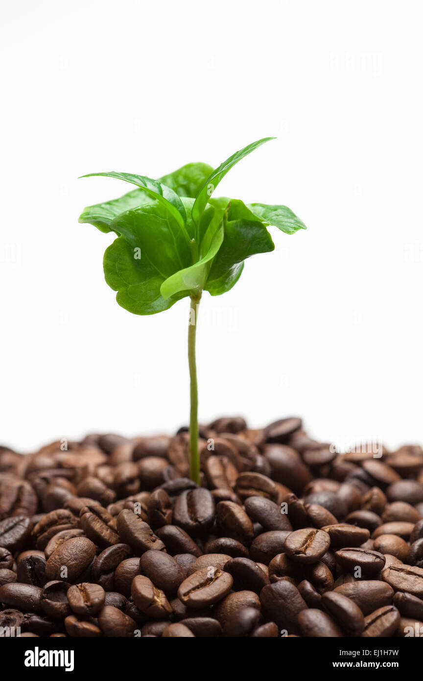 Coffee Bean, Coffee Plant Stock Photo - Alamy
