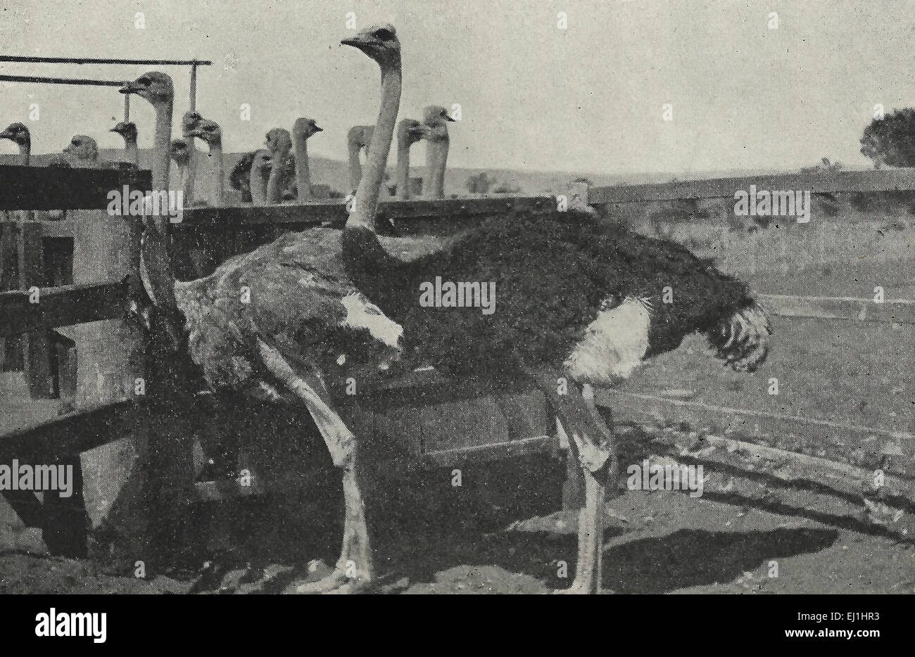 1890s agriculture hi-res stock photography and images - Alamy