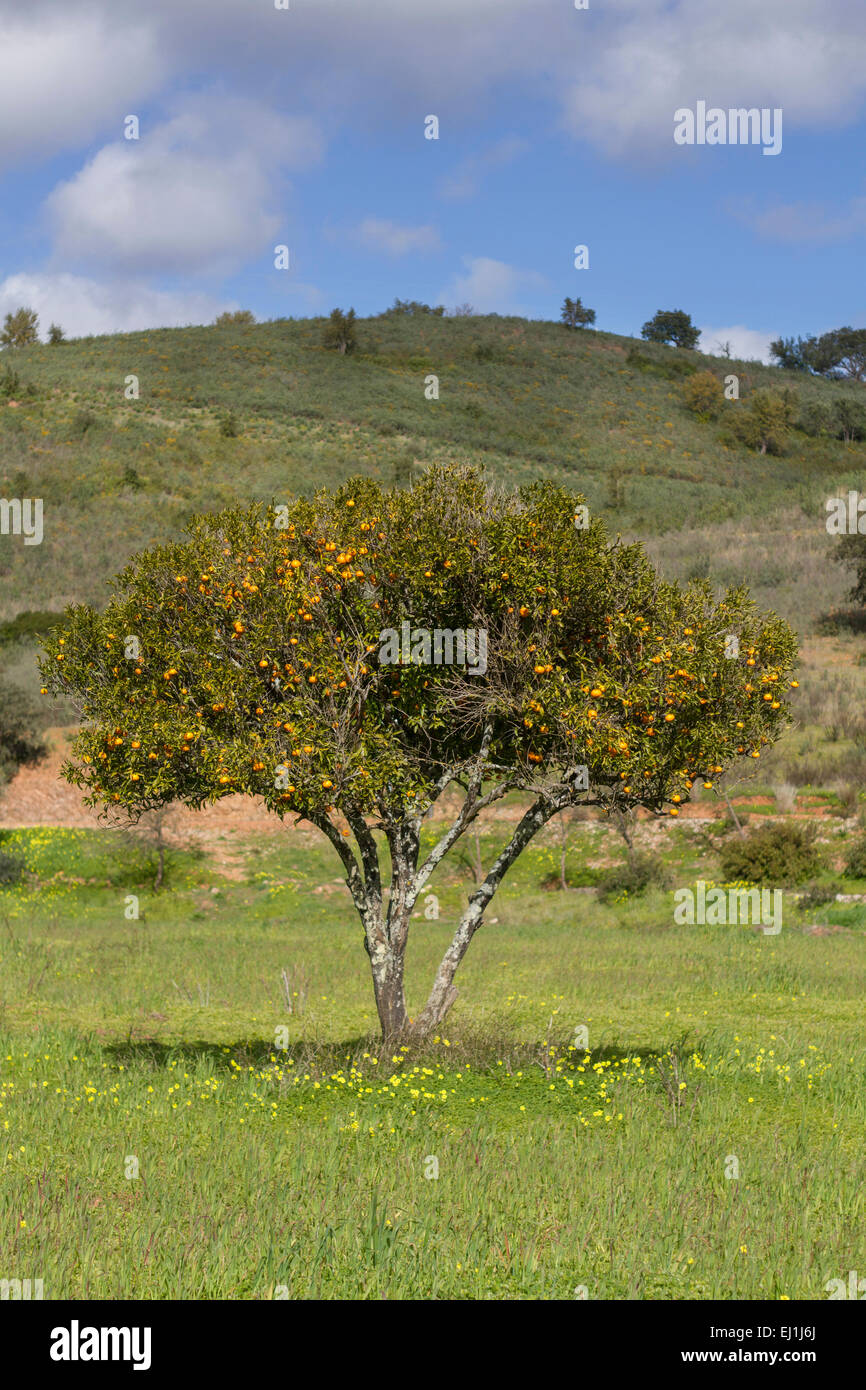 View of a single orange tree on the countryside of the Algarve region ...