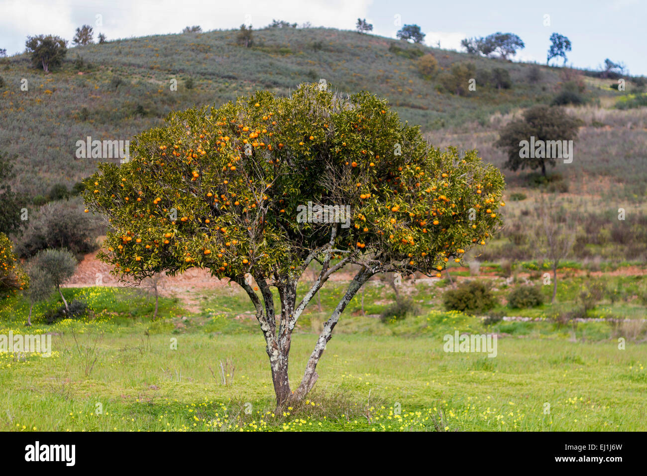 View of a single orange tree on the countryside of the Algarve region ...