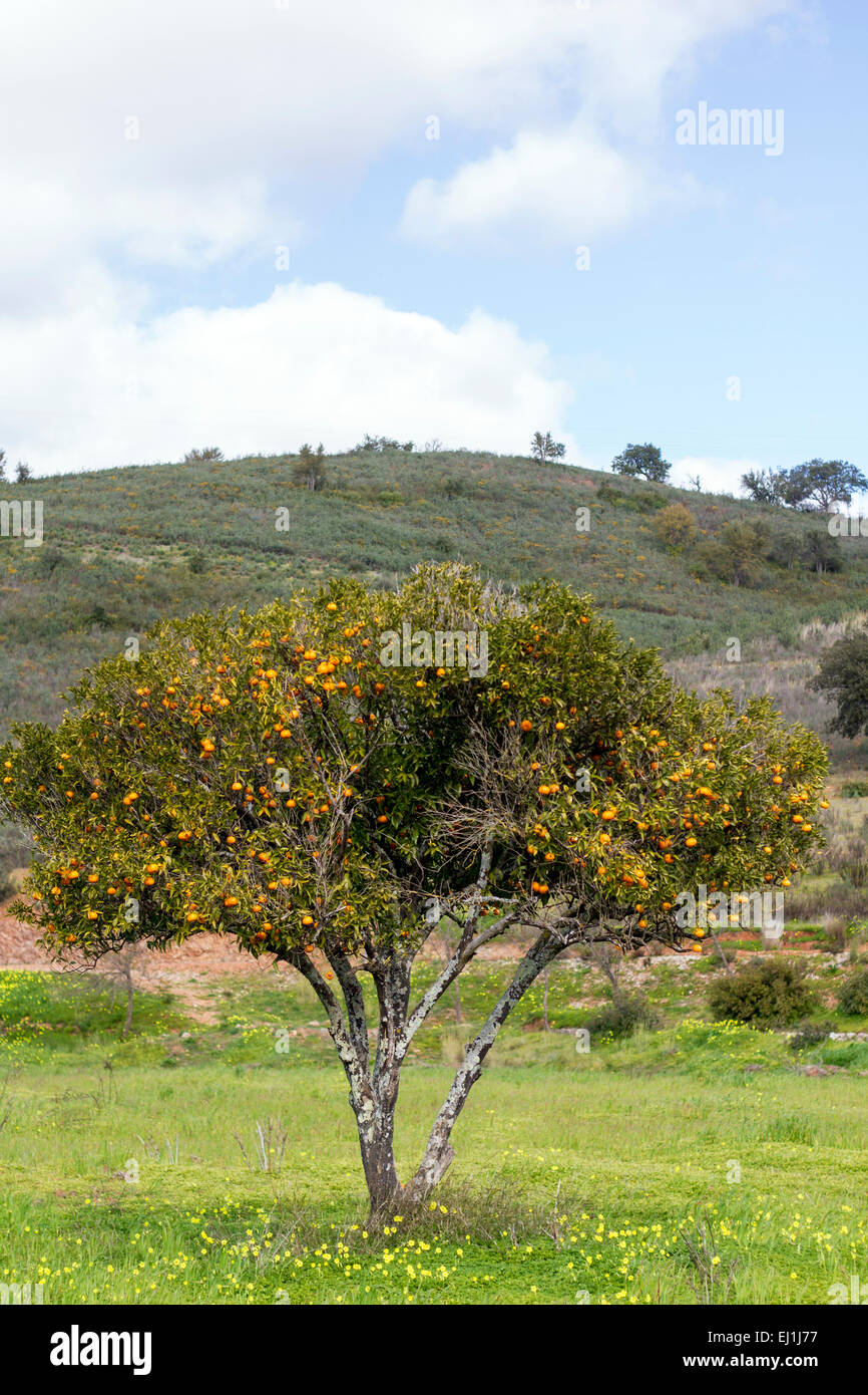 The orange tree hi-res stock photography and images - Alamy