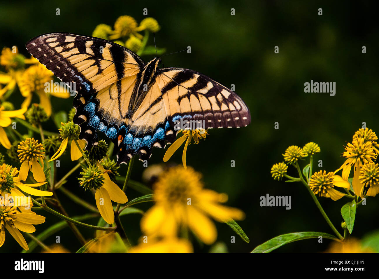 Appalachian butterfly hi-res stock photography and images - Alamy