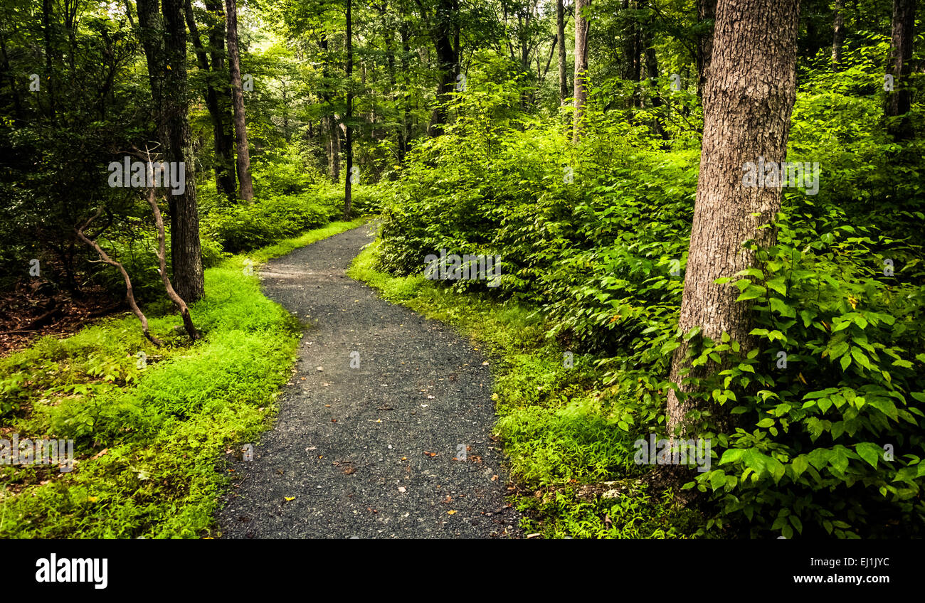 The Limberlost Trail, in a lush forest, Shenandoah National Park ...