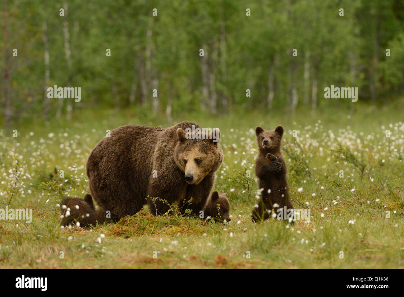 Female brown bear with cubs in the forest and swamp of mid Finland near ...