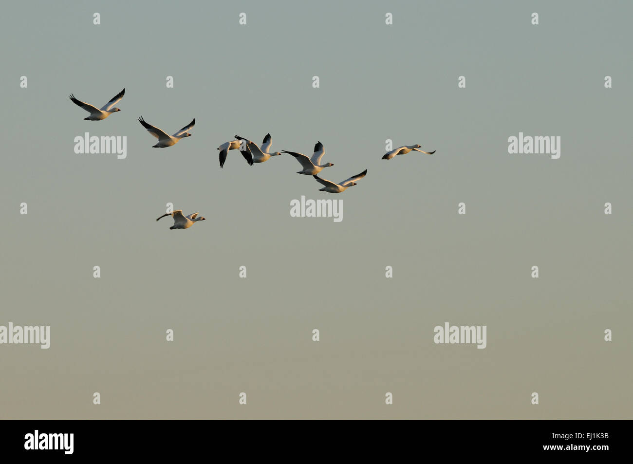 Sandhill Cranes flying over the water at Bosque Del Apache National ...