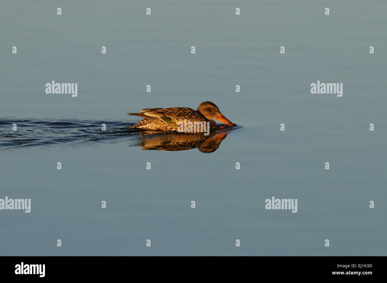 Female Northern Shoveler swimming at a pond at the Bosque del Apache ...