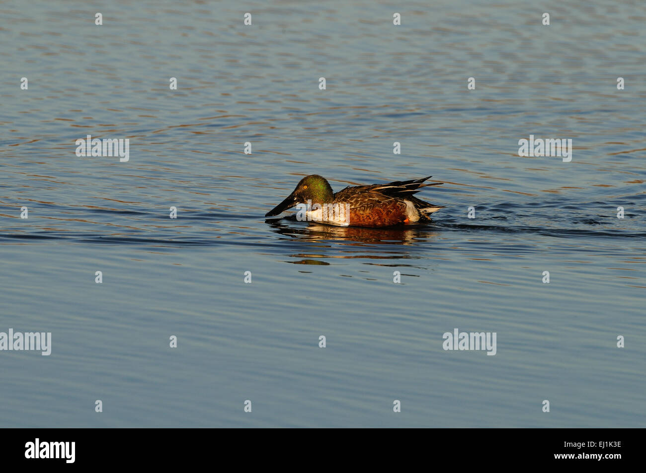 Male Northern Shoveler swimming at a pond at the Bosque del Apache ...