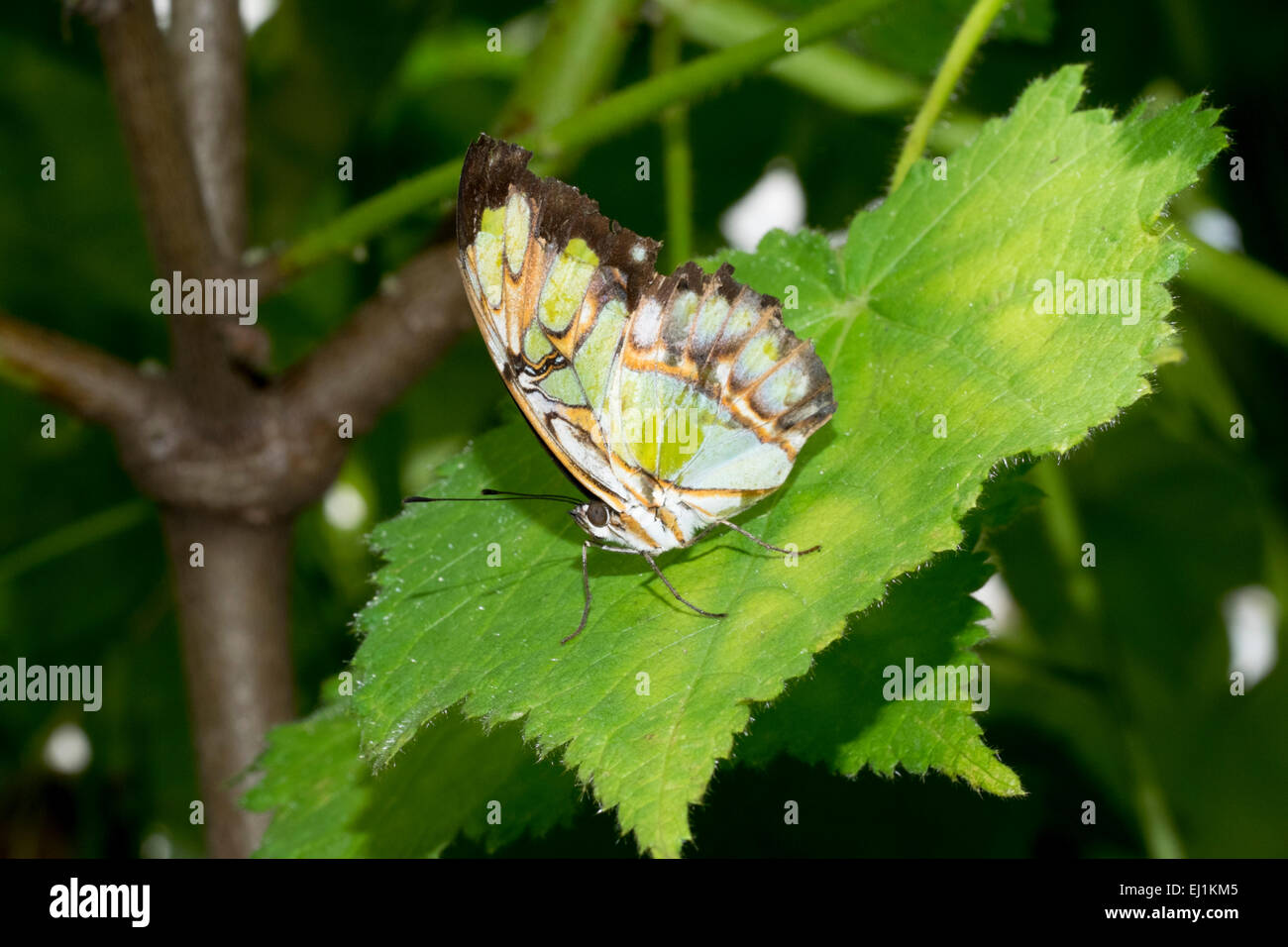 Malachite butterfly at rest Stock Photo - Alamy