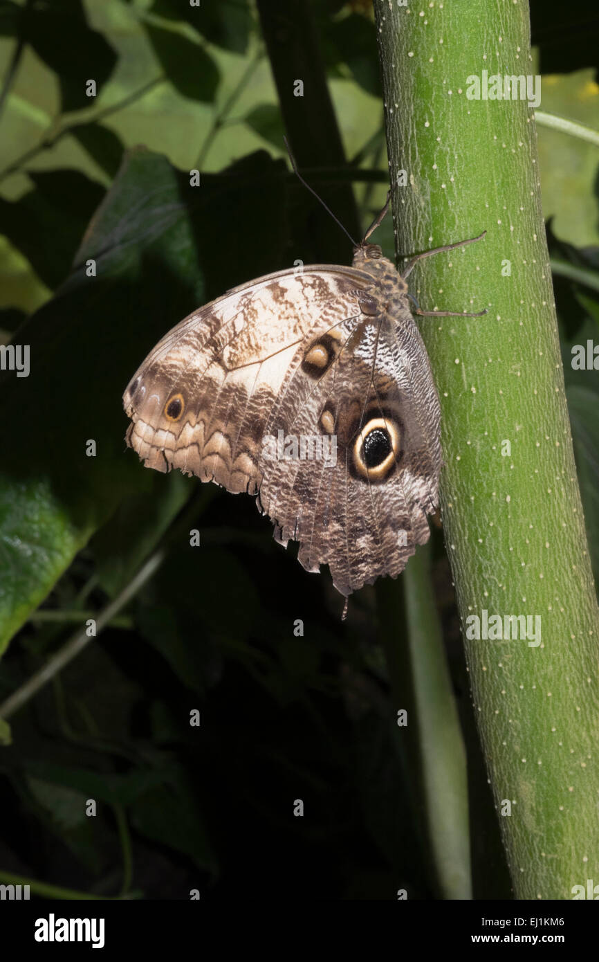 Tree Grayling butterfly at rest Stock Photo - Alamy