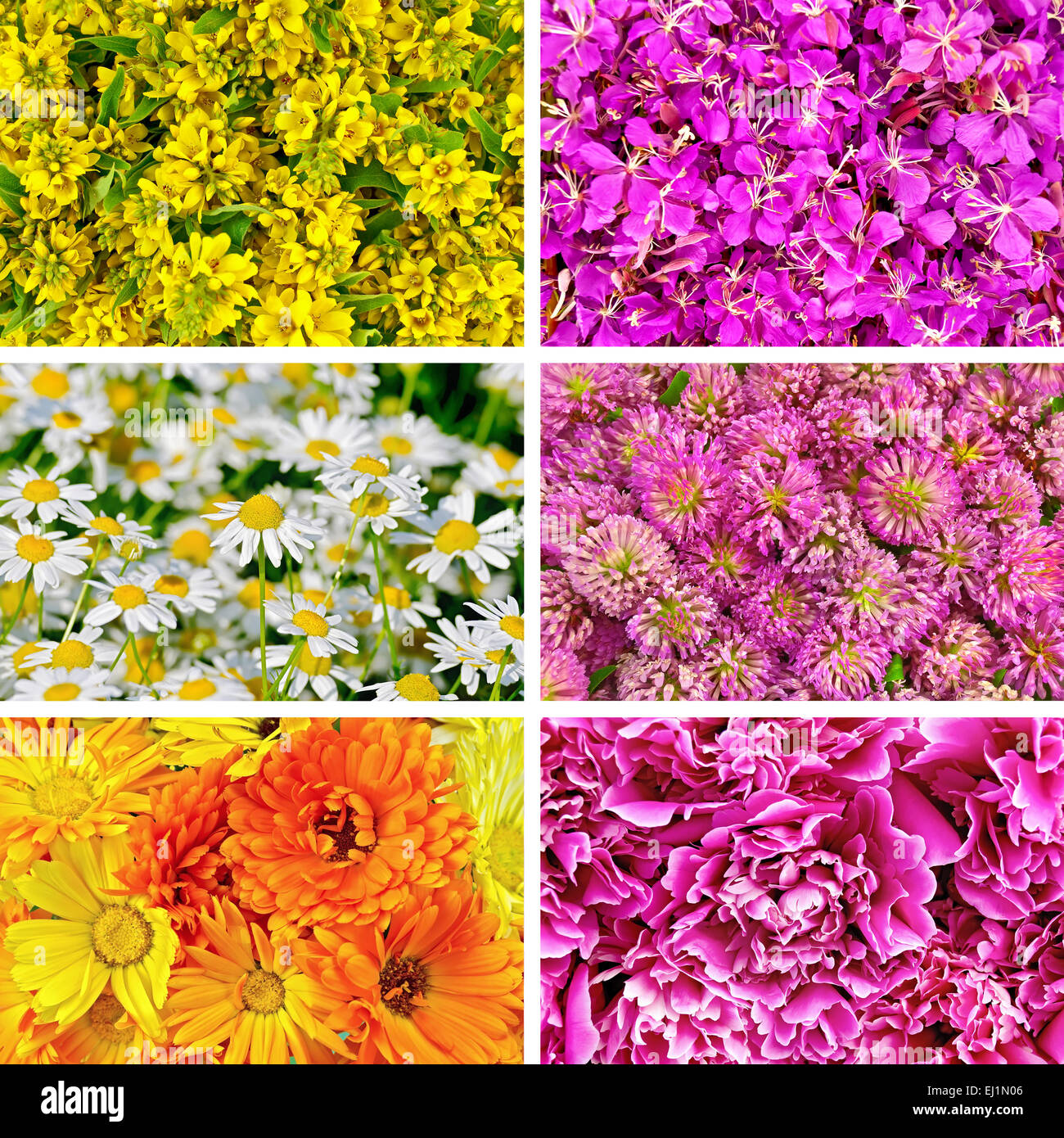 Set of textures different flowers Stock Photo - Alamy