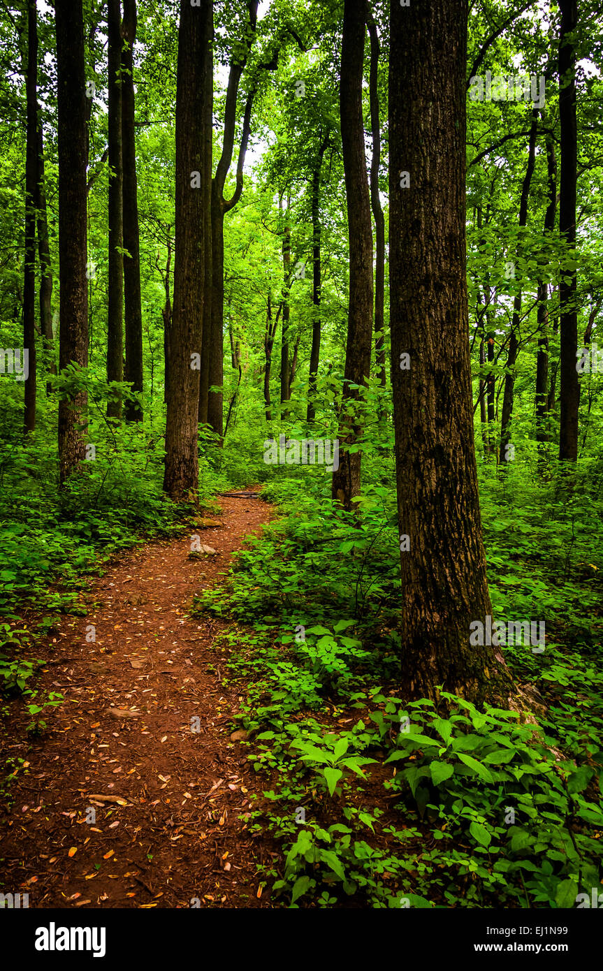 Lush Forest Path