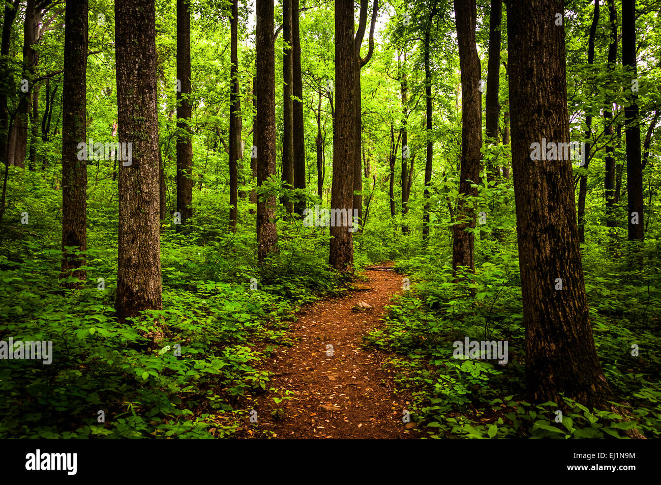 Walking through trail tall grass hi-res stock photography and images ...
