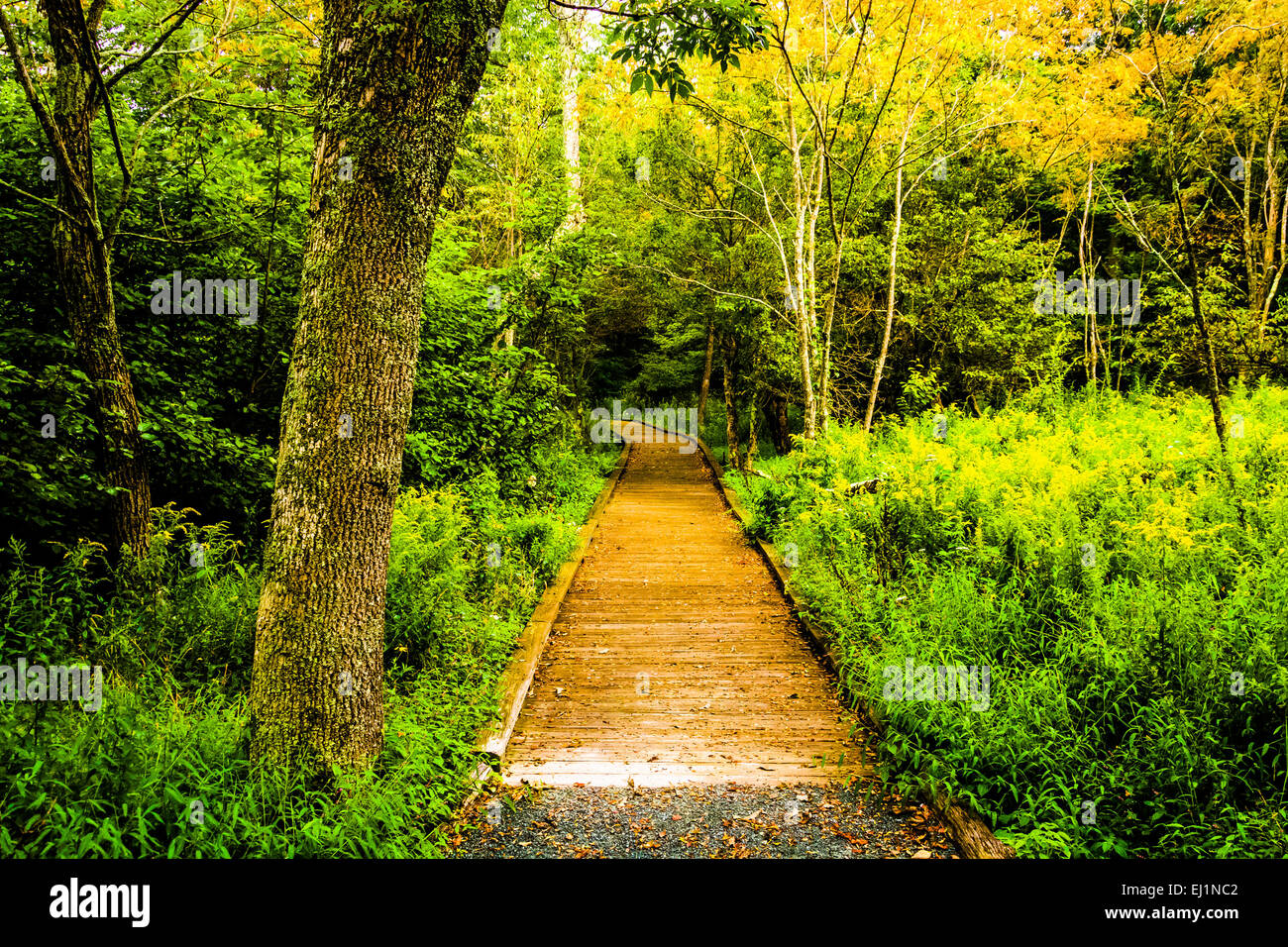 Tree and boardwalk path on the Limberlost Trail in Shenandoah National ...