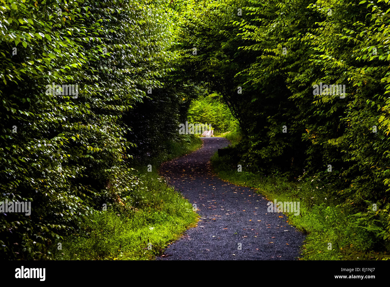 Limberlost trail shenandoah national park hi-res stock photography and ...