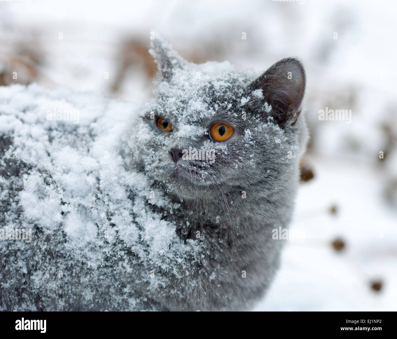 British shorthair cat in snow hi-res stock photography and images - Alamy