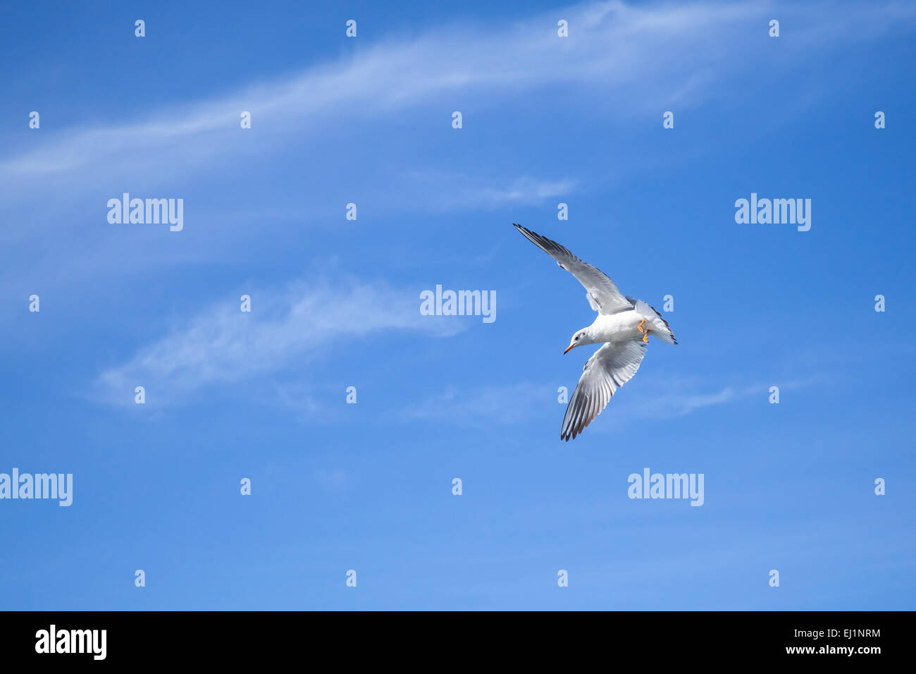 White big seagull flying on blue cloudy sky background Stock Photo - Alamy