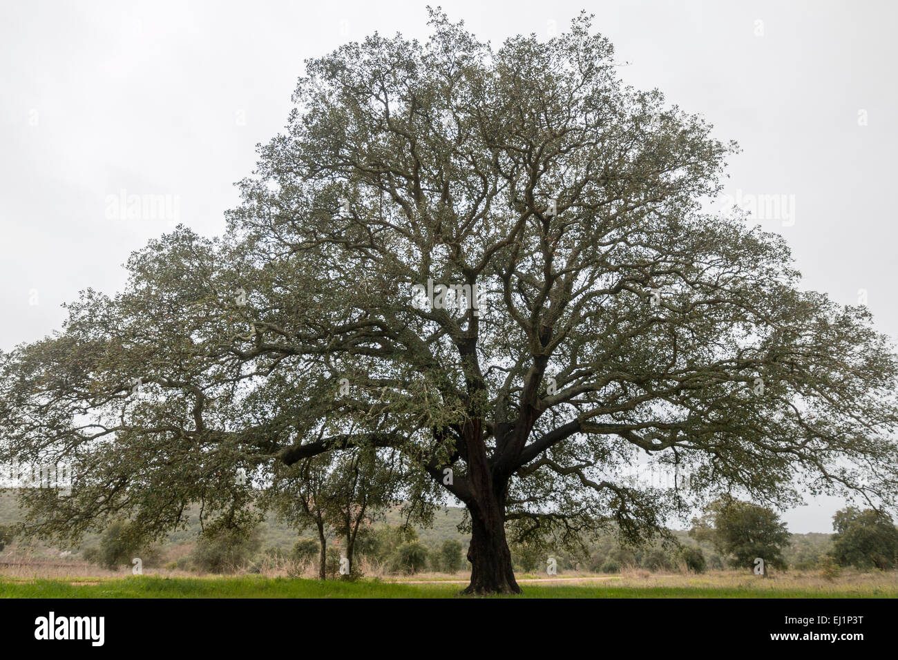 Holm Oak Tree High Resolution Stock Photography and Images - Alamy