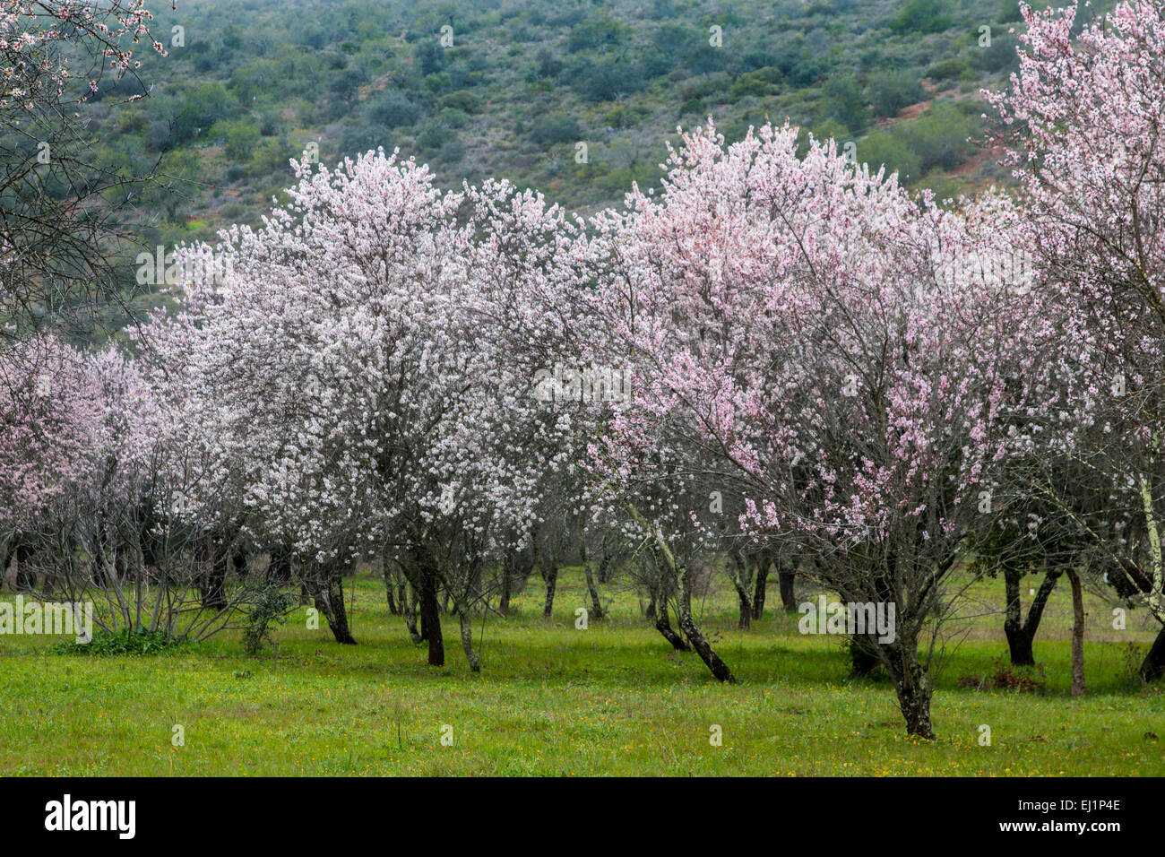 Beautiful view of almond trees in full bloom in nature Stock Photo - Alamy