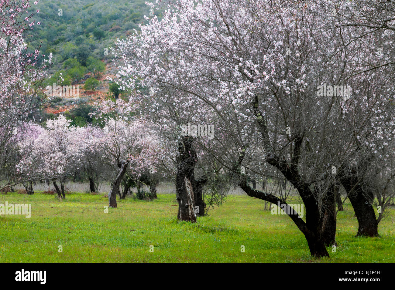 Beautiful view of almond trees in full bloom in nature Stock Photo - Alamy