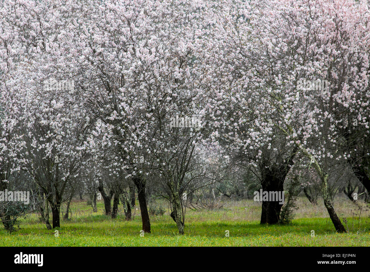 Beautiful view of almond trees in full bloom in nature Stock Photo - Alamy