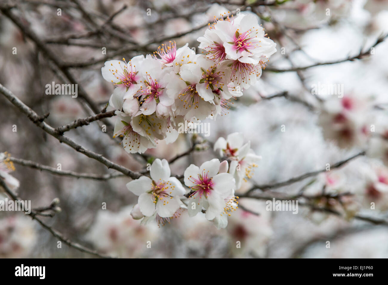 Beautiful view of almond trees in full bloom in nature Stock Photo - Alamy