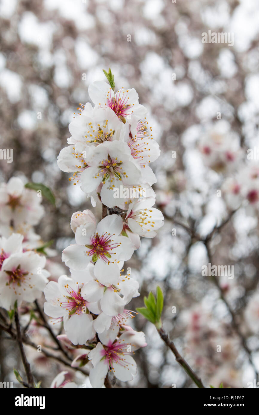 Beautiful view of almond trees in full bloom in nature Stock Photo - Alamy