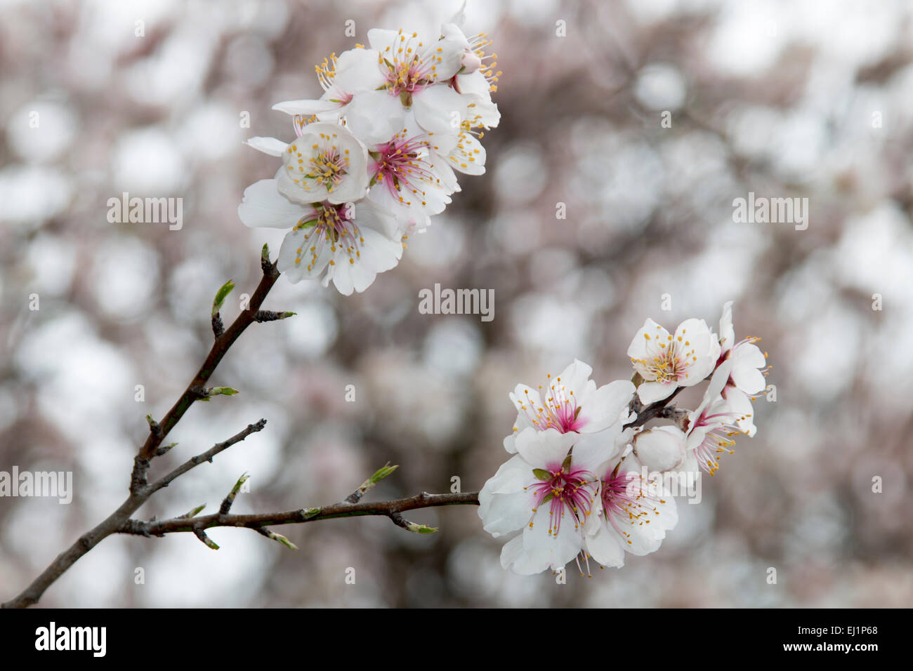 Beautiful view of almond trees in full bloom in nature Stock Photo - Alamy