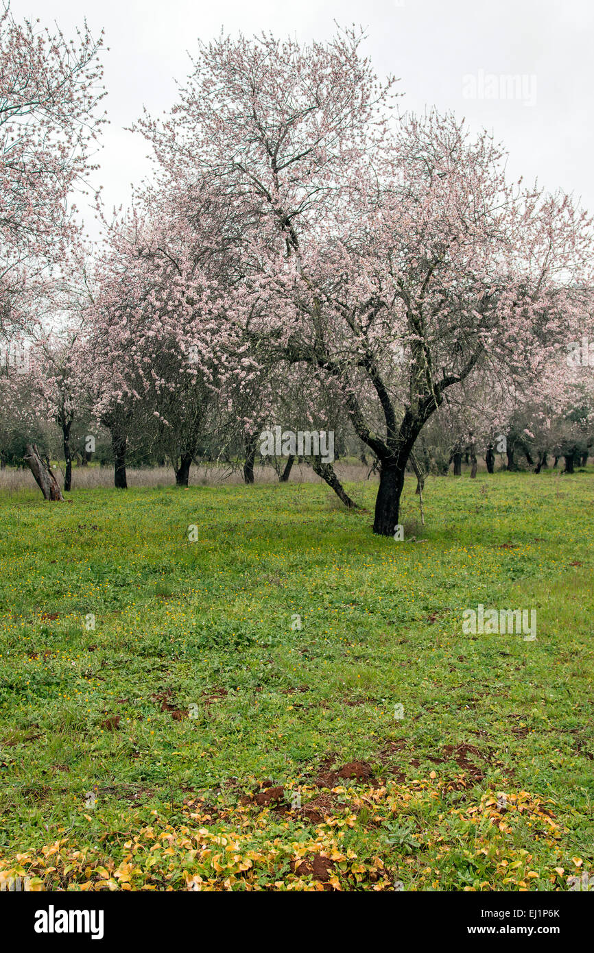 Beautiful view of almond trees in full bloom in nature Stock Photo - Alamy