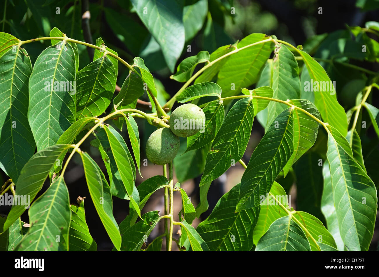 Walnut green hi-res stock photography and images - Alamy