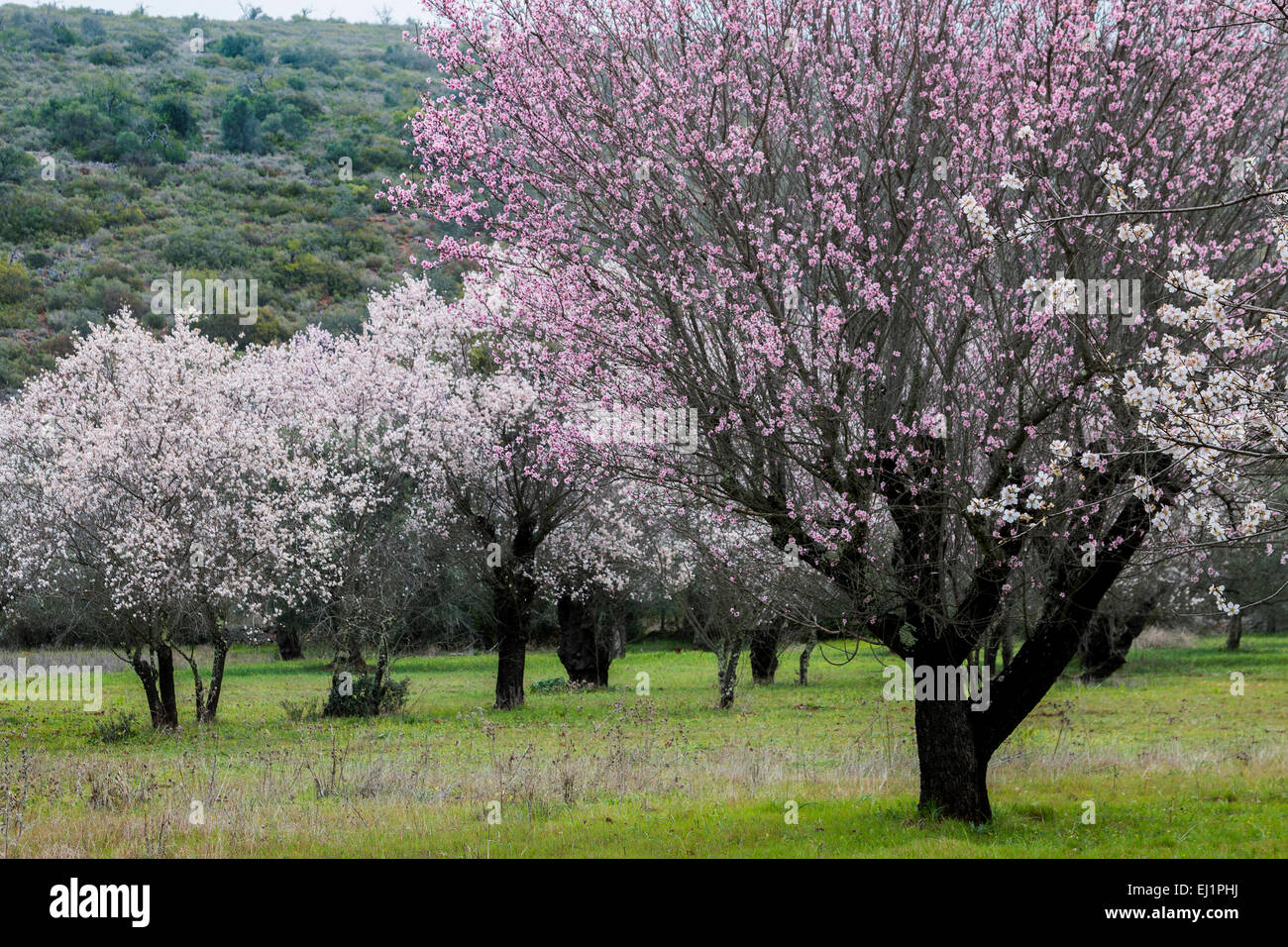 Beautiful view of almond trees in full bloom in nature Stock Photo - Alamy