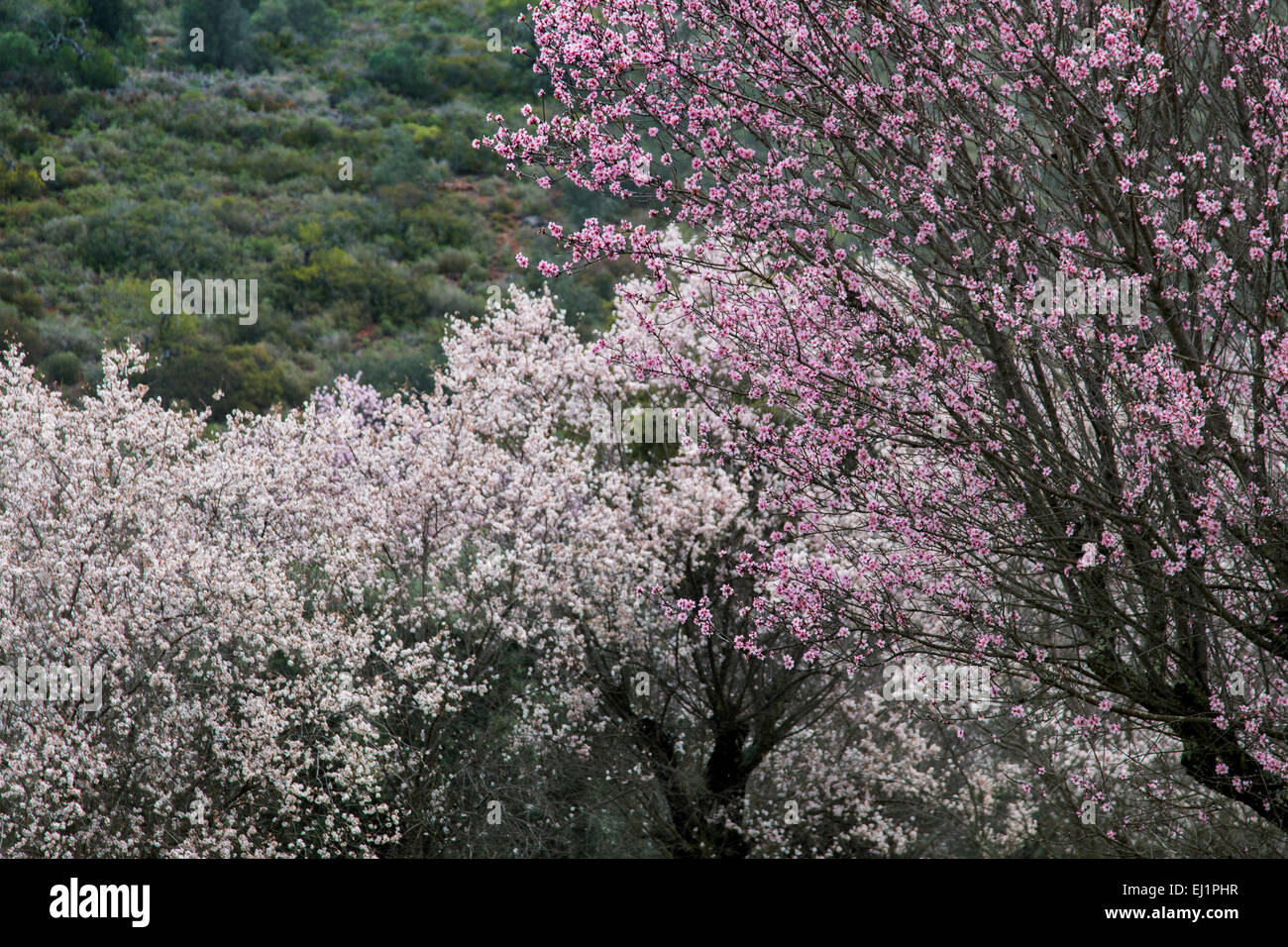 Beautiful view of almond trees in full bloom in nature Stock Photo - Alamy