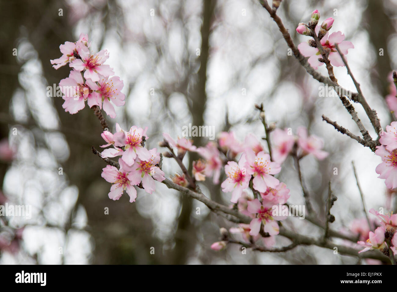 Beautiful view of almond trees in full bloom in nature Stock Photo - Alamy