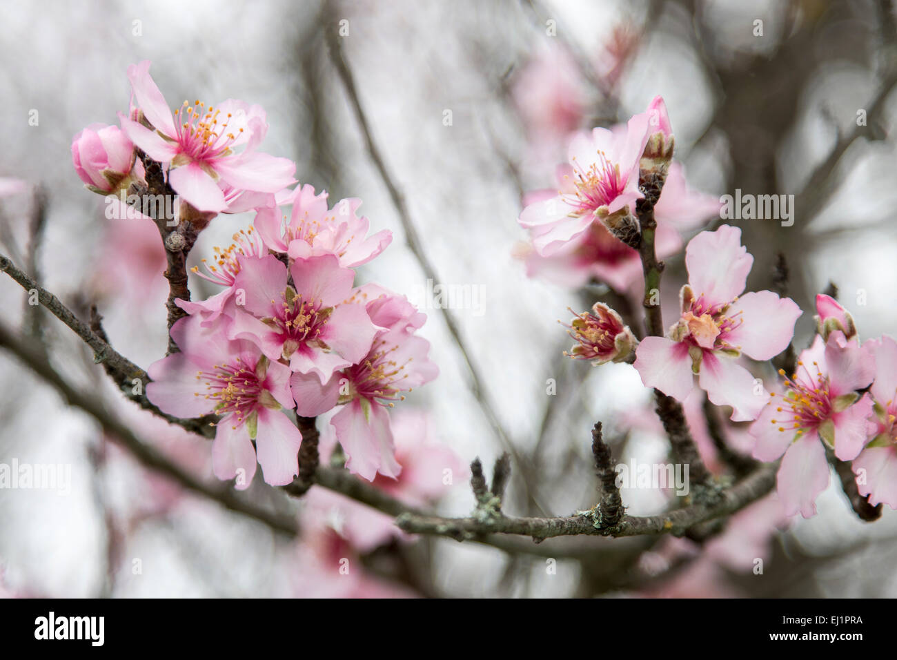 Beautiful view of almond trees in full bloom in nature Stock Photo - Alamy