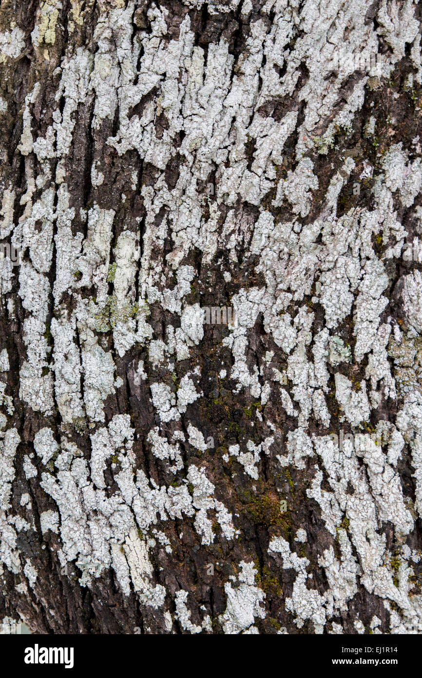Close up view of a tree bark texture Stock Photo - Alamy