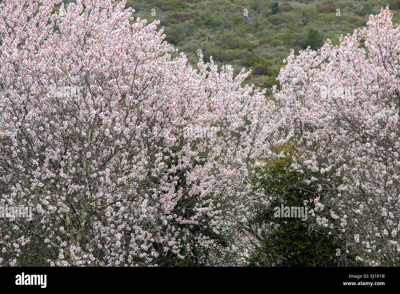 Beautiful view of almond trees in full bloom in nature Stock Photo - Alamy