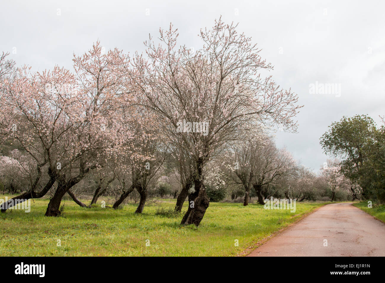 Beautiful view of almond trees in full bloom in nature Stock Photo - Alamy