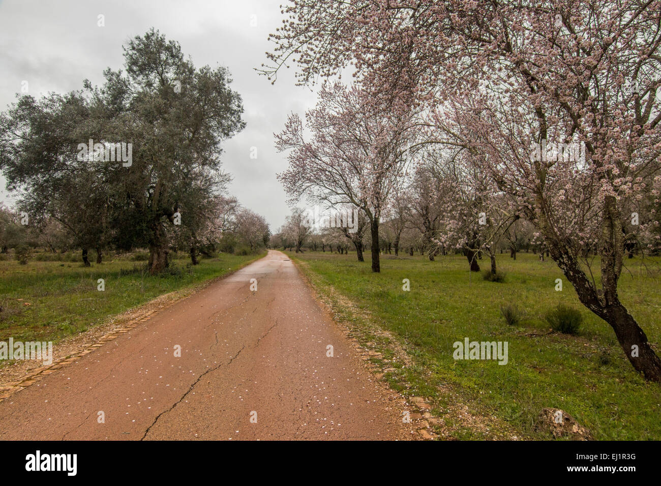 Beautiful view of almond trees in full bloom in nature Stock Photo - Alamy