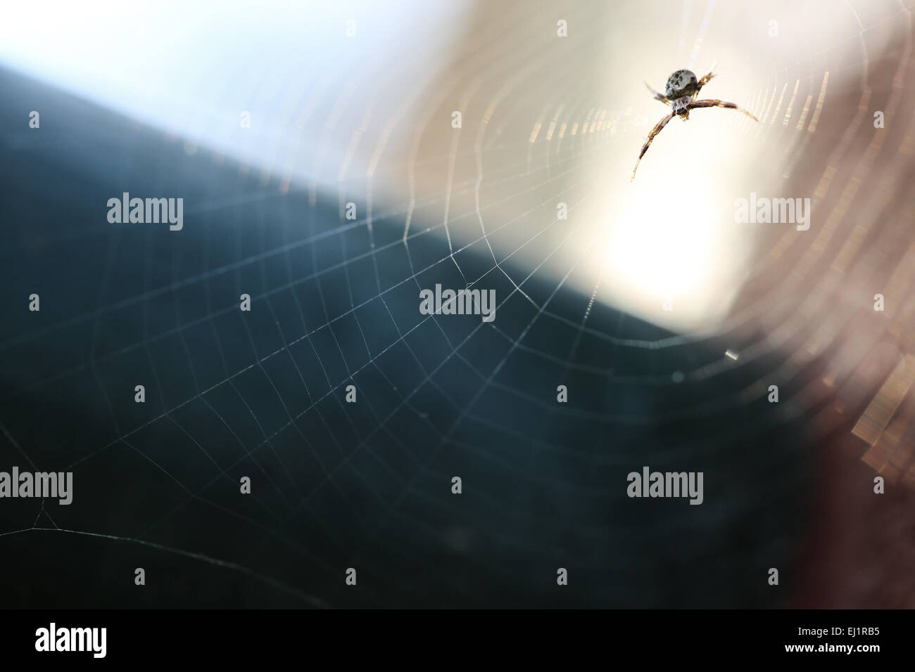 Spider insect macro in web hi-res stock photography and images - Alamy