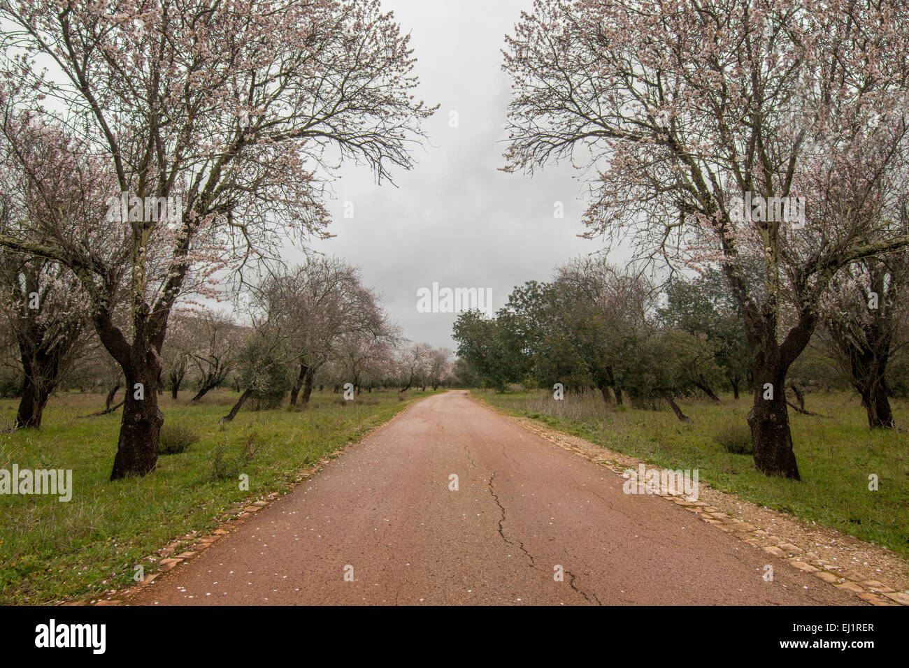 Beautiful view of almond trees in full bloom in nature Stock Photo - Alamy