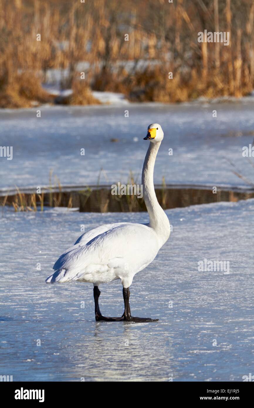 Standing Swan High Resolution Stock Photography and Images - Alamy
